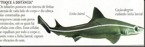 Física e Biologia: LINHA LATERAL